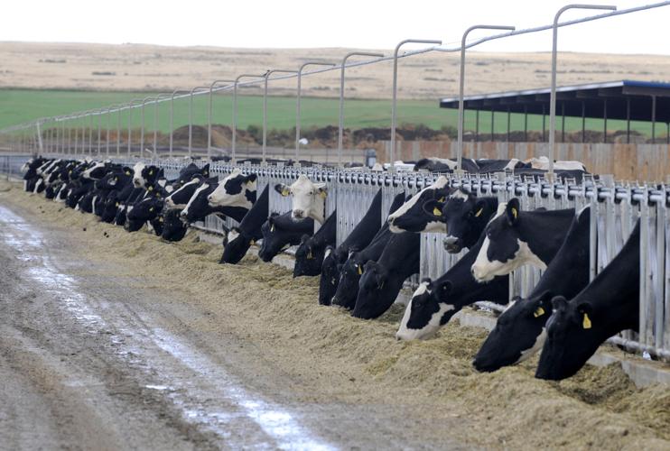 Liberty Ranch Dairy Farm | Idaho Press-Tribune Multimedia Gallery ...