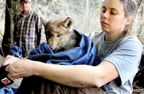 Biologists find, monitor wolf pups | Community | idahopress.com