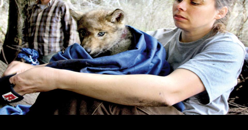 Biologists find, monitor wolf pups | Community | idahopress.com