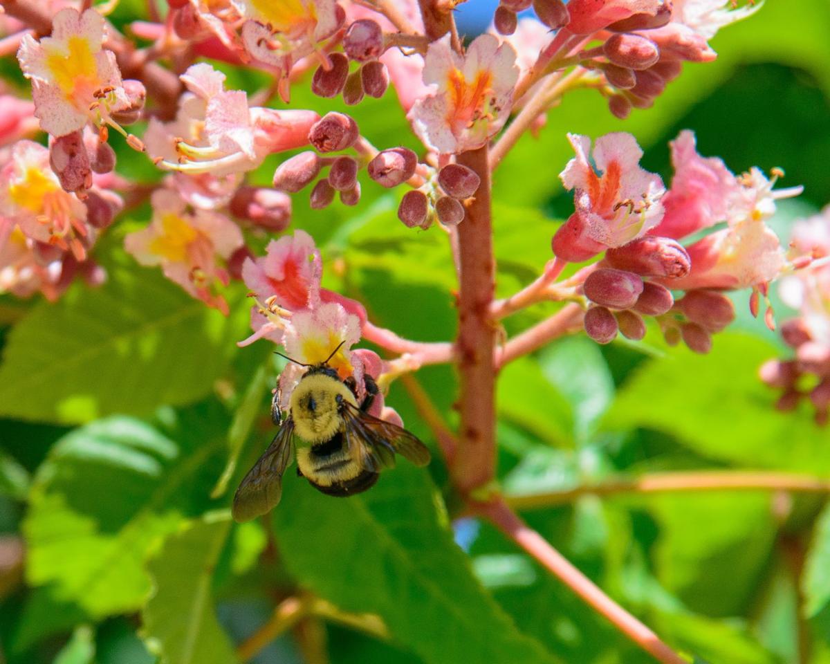 Weed it and reap: The buzz on native bees | Community Columns ...