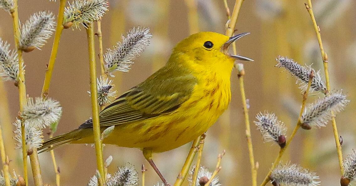 The new yellow warblers | Outdoors News | idahopress.com