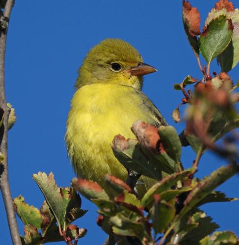 Just for the birds: The Tanagers | Ornithology | idahopress.com