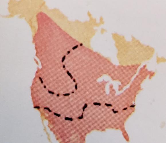 Just for the birds: Visualizing bird data | Community | idahopress.com