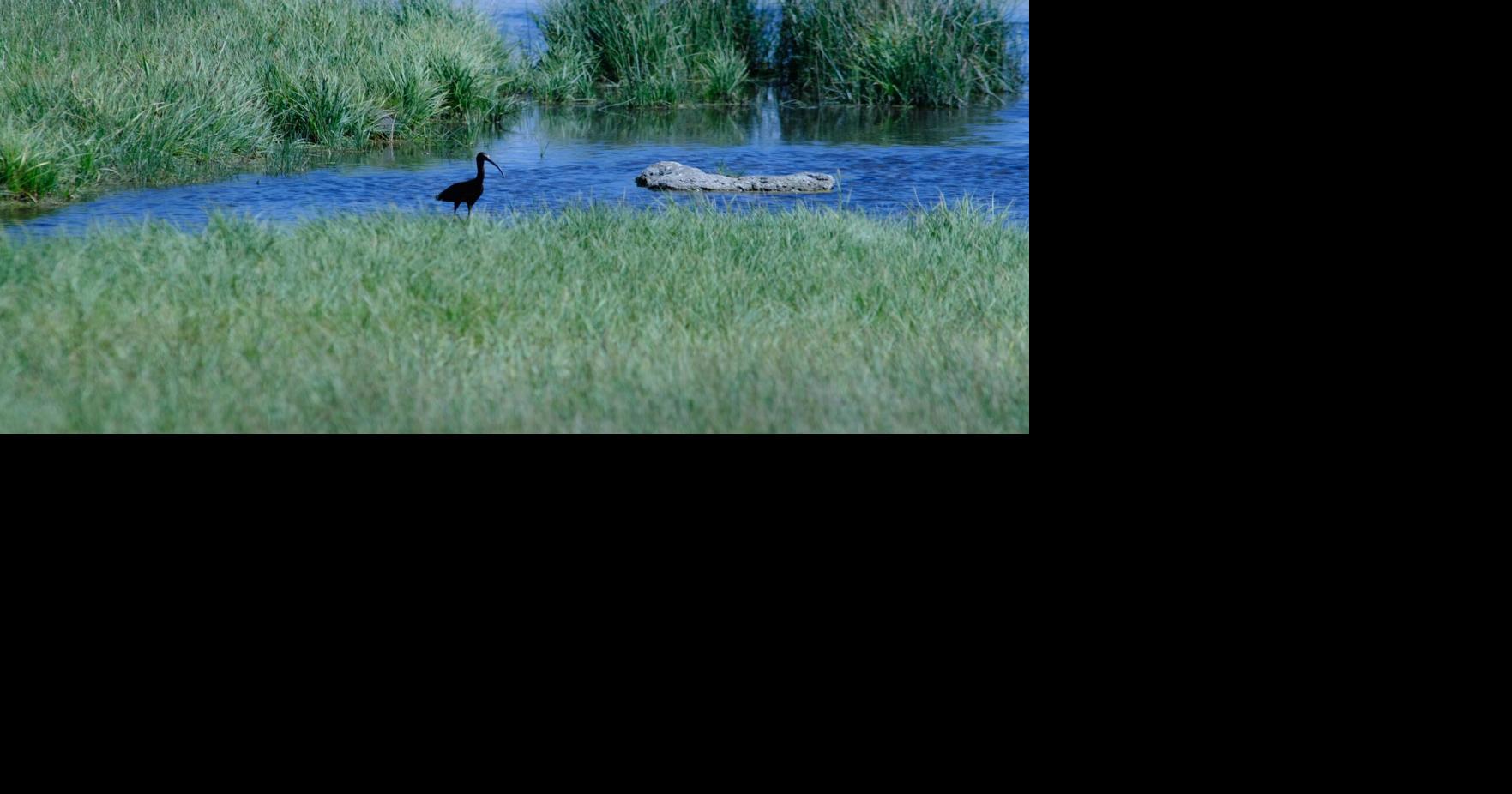 Grays Lake National Wildlife Refuge expanded by 2,496 acres | APG State ...