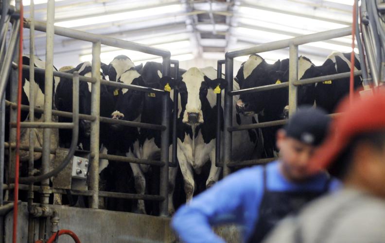 Liberty Ranch Dairy Farm | Idaho Press-Tribune Multimedia Gallery ...