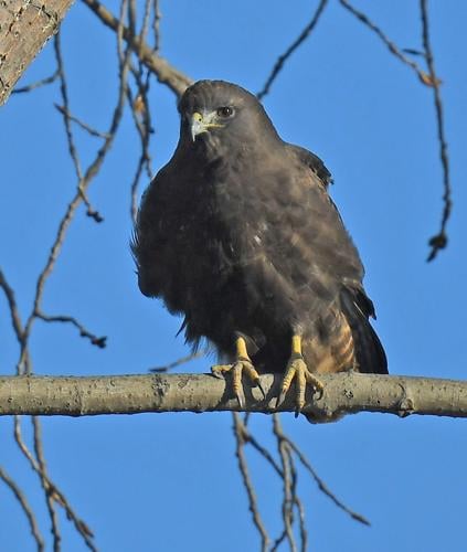 melanistic hawk