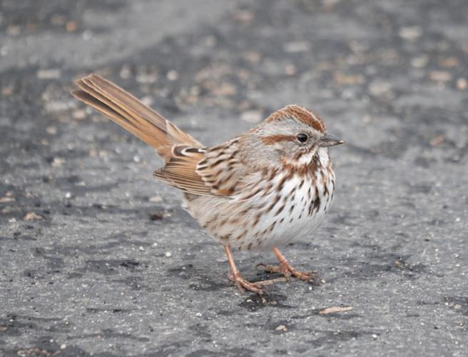 The melodic tune sparrow | Outdoors News | idahopress.com