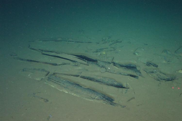 An ancient whale graveyard in the Indian Ocean teems with life | Us ...