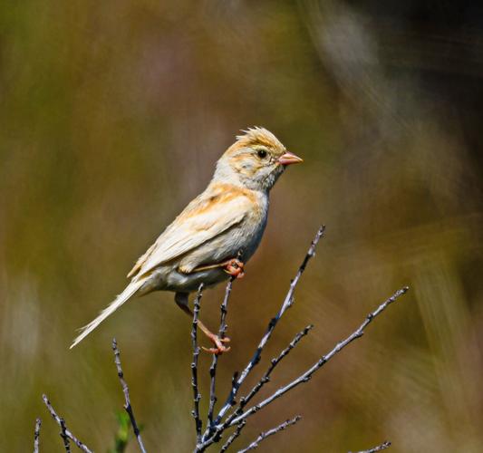 Leucism and melanism in birds | Outdoors News | idahopress.com