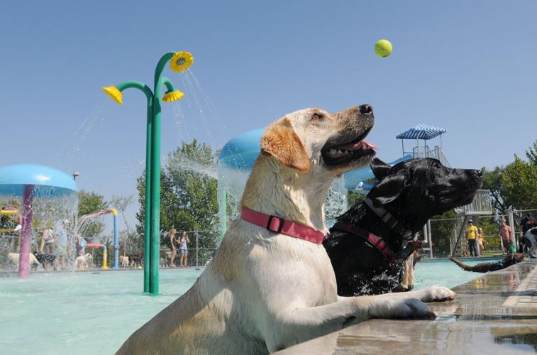 Pooch Pool Party | Idaho Press-Tribune Multimedia Gallery | idahopress.com