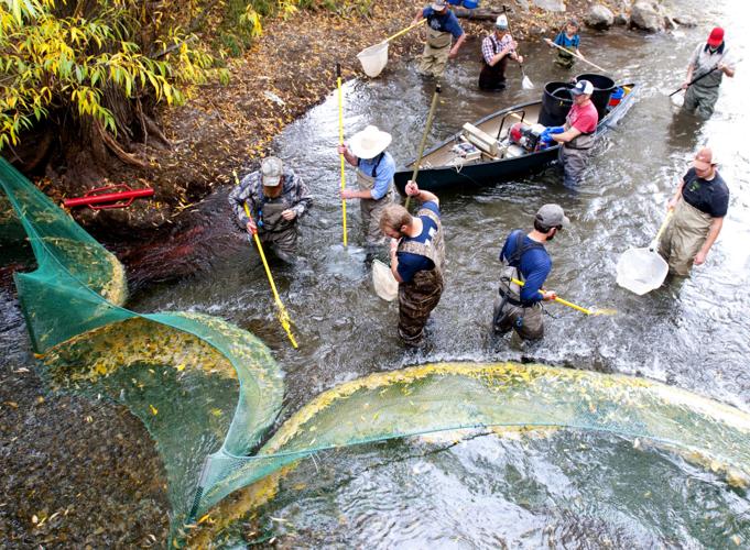 Stunned swimmers: Electrofishing survey helps gauge health of Logan ...