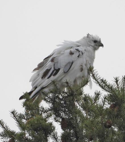 Leucism and melanism in birds | Outdoors News | idahopress.com