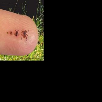 It's tick season in Idaho | Local News | idahopress.com