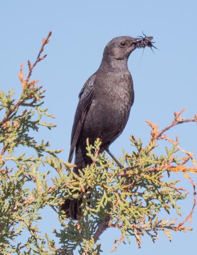 Changes in the birds at Kathryn Albertson Park - Part II | Outdoors ...