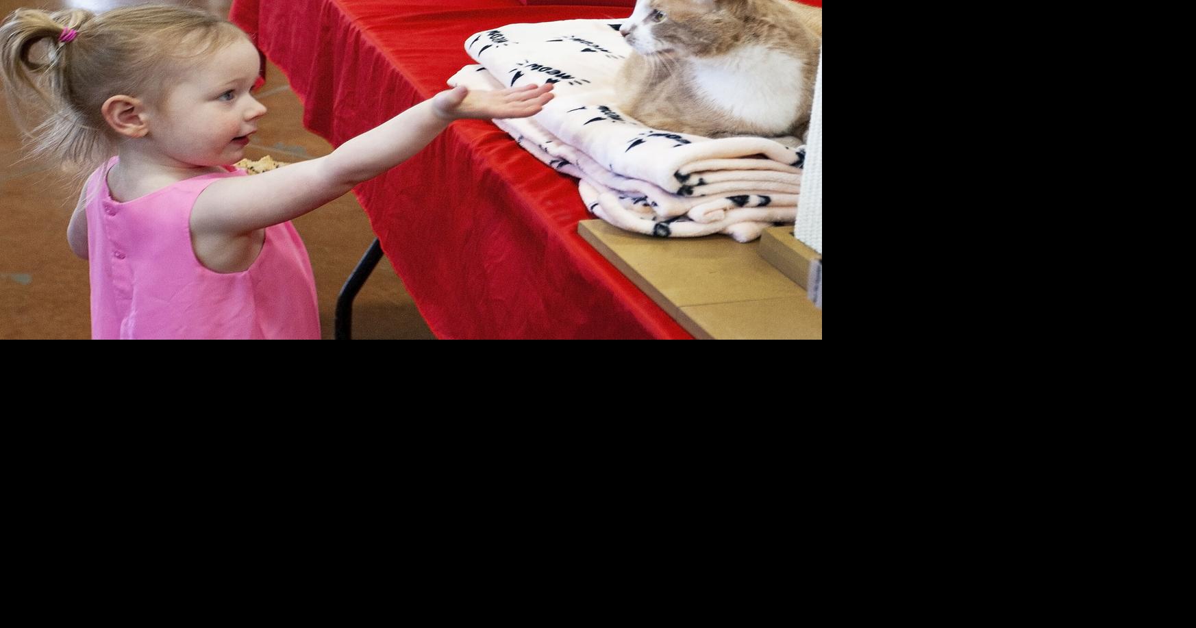Snuggles, nuzzles, and playtime ensue at Simply Cats' Valentine's Day ...