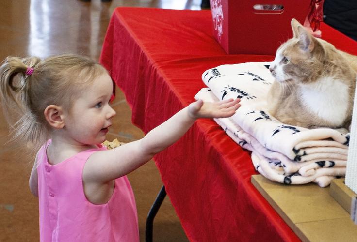 Snuggles, nuzzles, and playtime ensue at Simply Cats' Valentine's Day ...