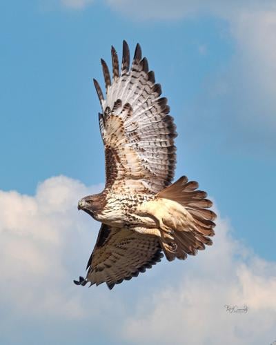 Leucism and melanism in birds | Outdoors News | idahopress.com