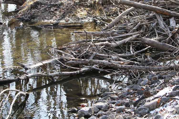 Channel improvement along Boise River to assist with trout spawning ...