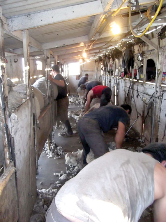 A year in the life of a sheep rancher | Members | idahopress.com