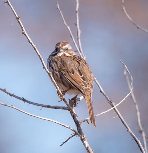 The melodic tune sparrow | Outdoors News | idahopress.com