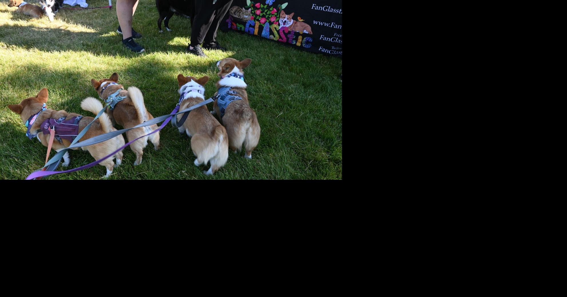Cute corgis and their fluffy behinds are back for annual Boise Corgi ...