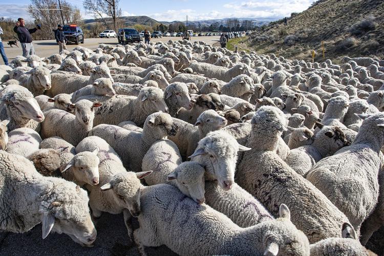 Hundreds gather to watch annual sheep crossing in Idaho | Local News ...