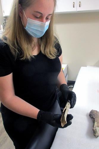 Wasden collection of Ice Age discoveries near Idaho Falls finds home at ...