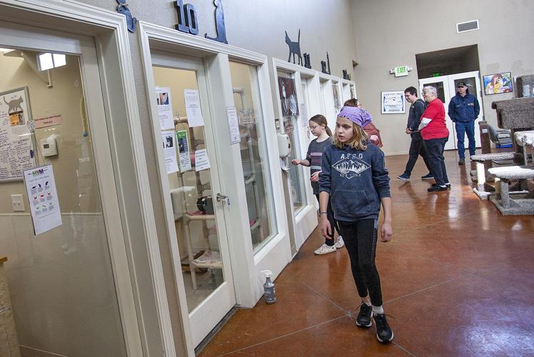 Snuggles, nuzzles, and playtime ensue at Simply Cats' Valentine's Day ...