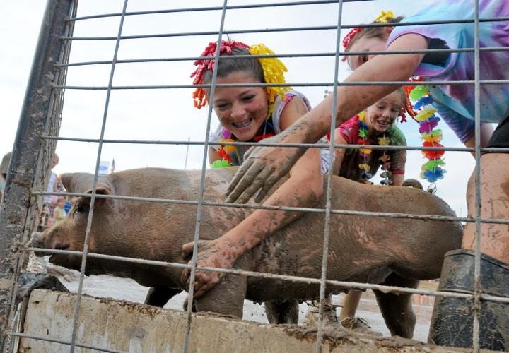 Pig Wrestling at the Fair | Photo Gallery | idahopress.com