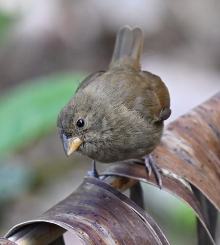 Birds of Grey: Their feathers are dull, but do their names have to be ...