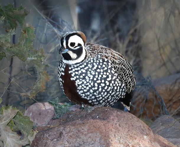'Listers': A glimpse into extreme birdwatching | Outdoors News ...