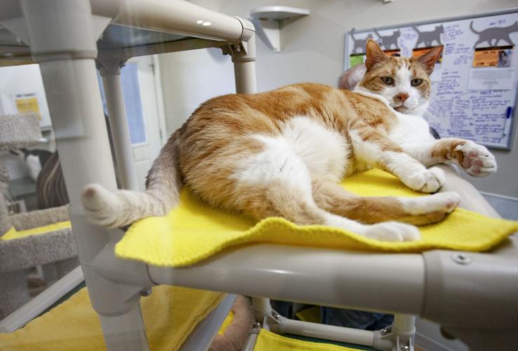 Snuggles, nuzzles, and playtime ensue at Simply Cats' Valentine's Day ...