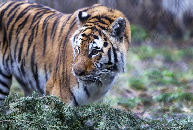 Trees and tigers: Zoo Boise uses donated holiday trees for animal ...