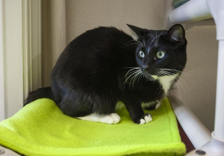 Snuggles, nuzzles, and playtime ensue at Simply Cats' Valentine's Day ...