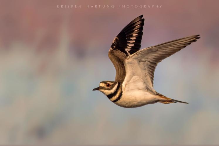 Just for the birds: The Breeding Bird Survey — which species are ...