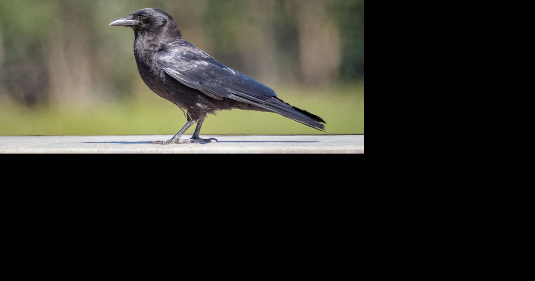 The corvids of Idaho – part 1 | Outdoors News | idahopress.com