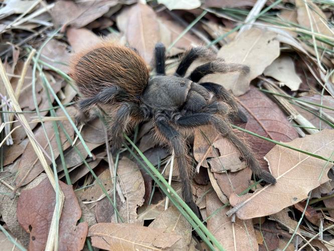 UI doctoral student searches 'sky islands' for undiscovered tarantula ...