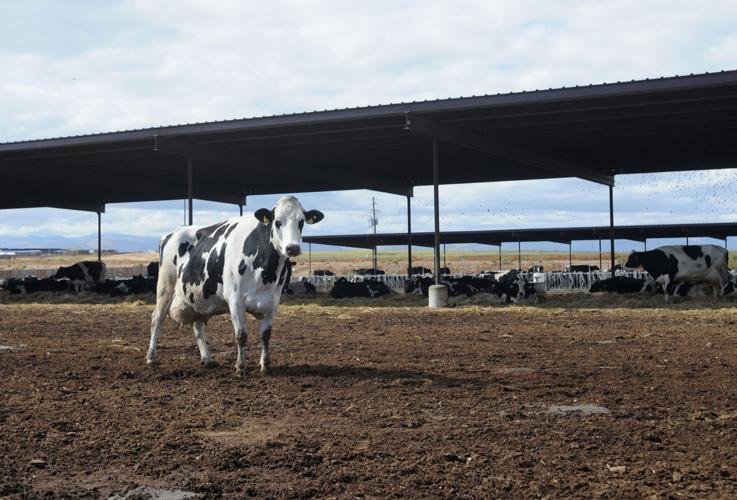 Liberty Ranch Dairy Farm | Idaho Press-Tribune Multimedia Gallery ...