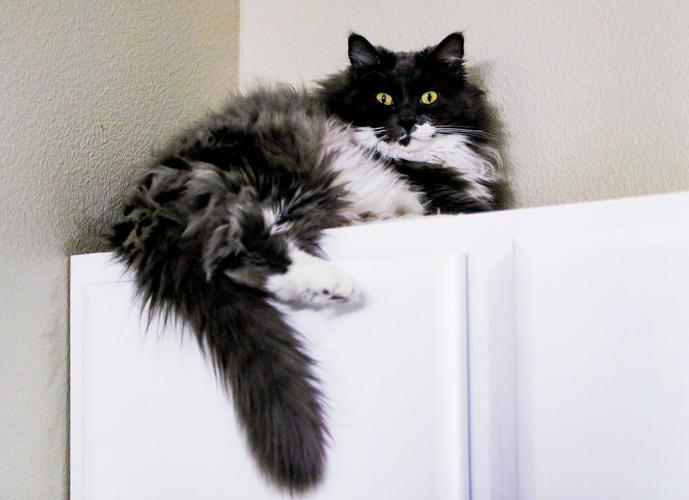 Snuggles, nuzzles, and playtime ensue at Simply Cats' Valentine's Day ...