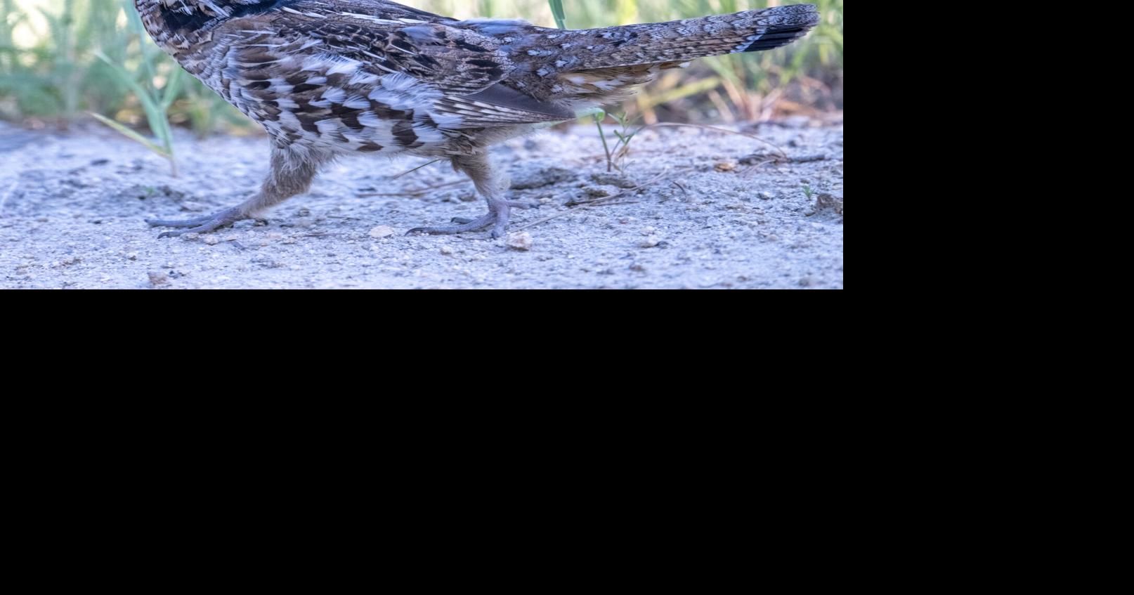 Ferocious or foolish? Idaho’s forest grouse | Outdoors News ...