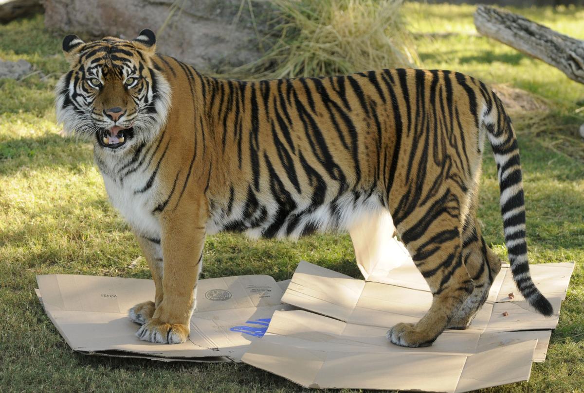 Sumatran Tiger makes her pick for Fiesta Bowl | Blue Turf Sports ...