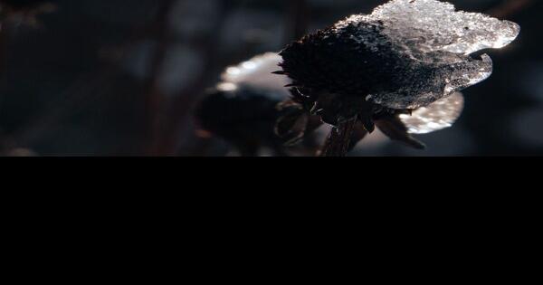 Weed It and Reap: Rethinking Fall Cleanup | Life | idahopress.com