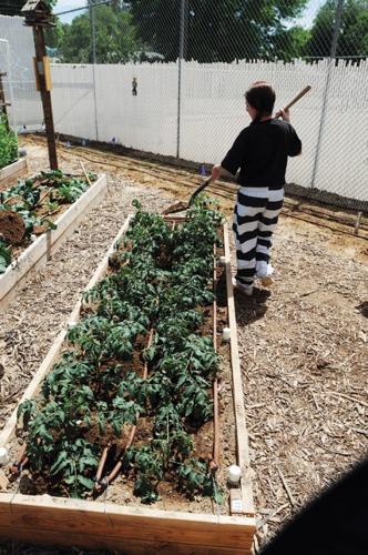 offender rotten tomatoes