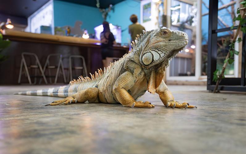 Idaho Reptile Zoo: a family-run sanctuary for rescued reptiles | Local ...