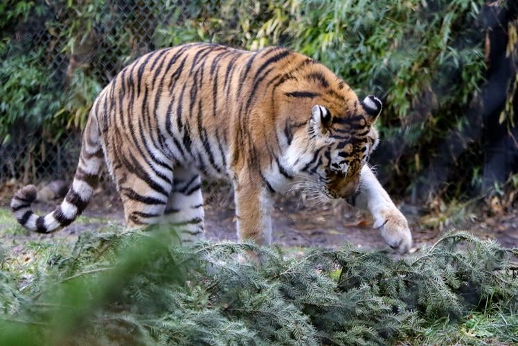 Trees and tigers: Zoo Boise uses donated holiday trees for animal ...