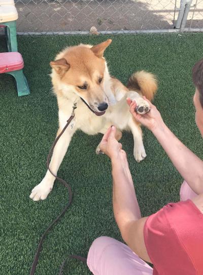 Meridian Canine Rescue gets tech transformation thanks to local ...