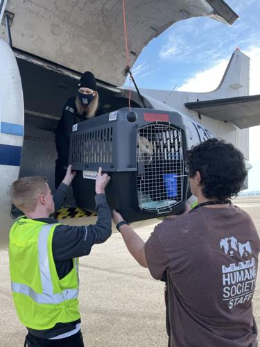 Good Day: Canine airlift gets tails a-wagging | Community | idahopress.com