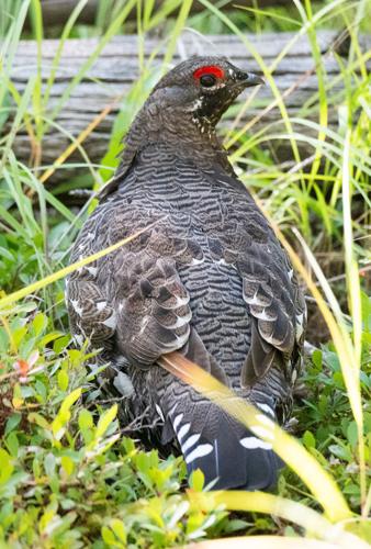 Ferocious or foolish? Idaho’s forest grouse | Outdoors News ...