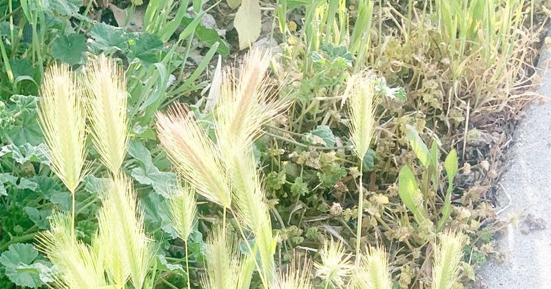 Obnoxious noxious weeds | Community News | idahopress.com