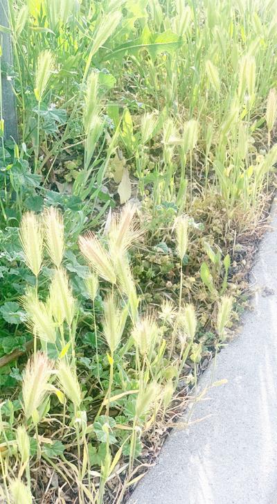 Obnoxious noxious weeds | Community News | idahopress.com